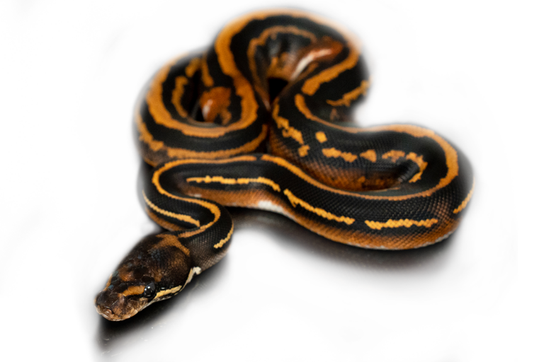 Cltch: Ball Python Collection Management Software