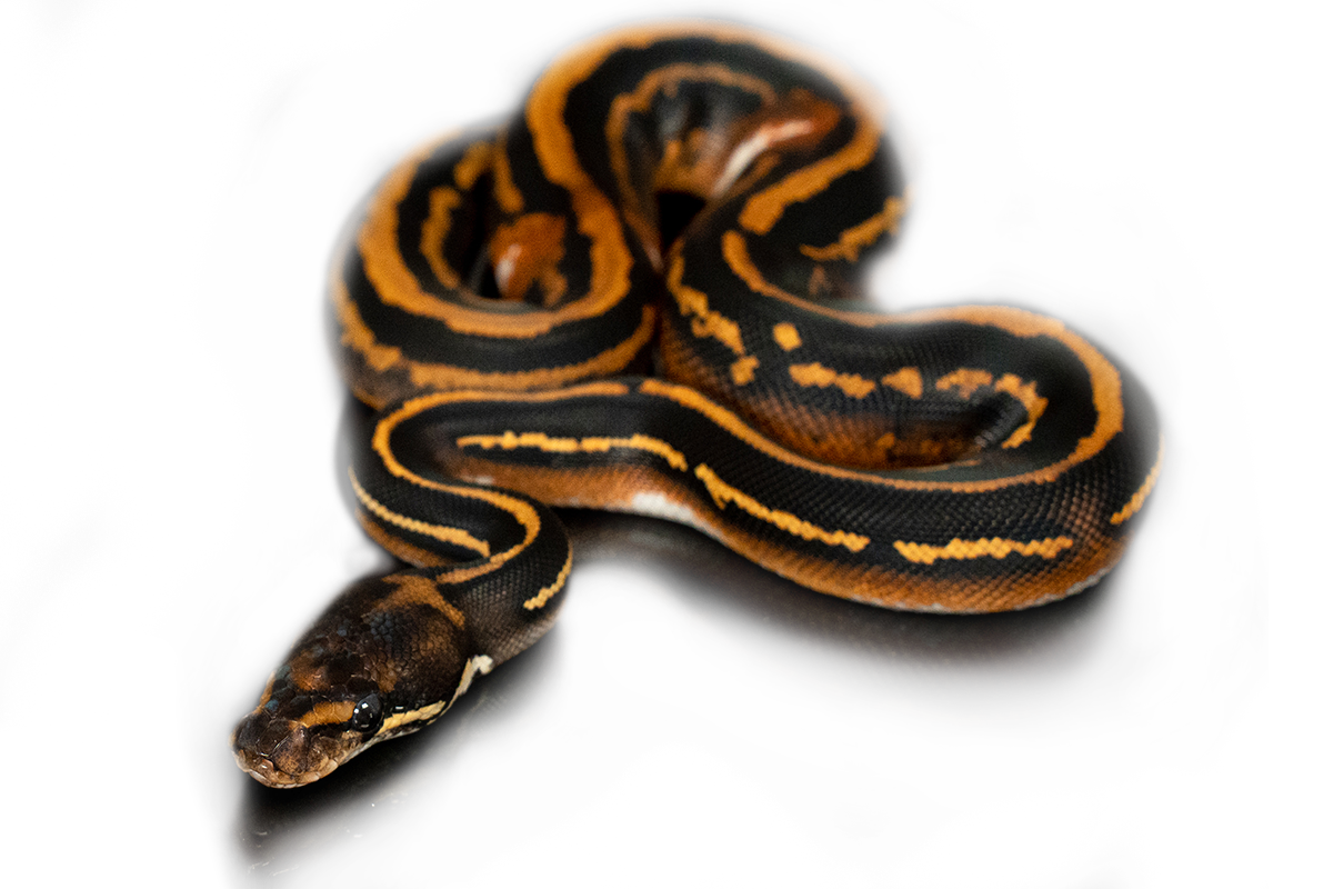 Cltch: Ball Python Collection Management Software